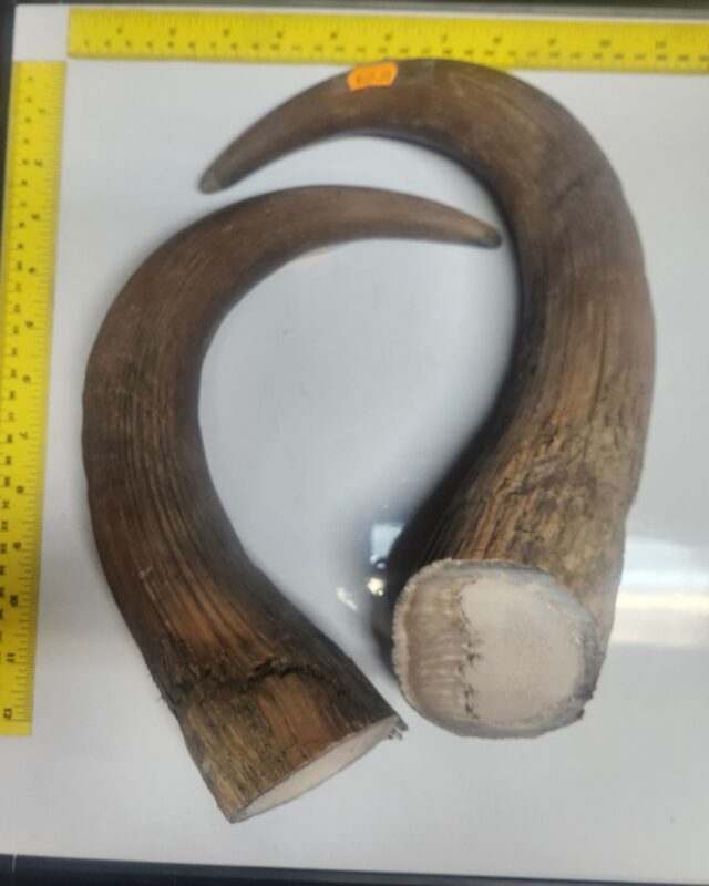 Buy Premium 12" Pair of Stabilized Musk Ox Horns - hornsandtusks.com